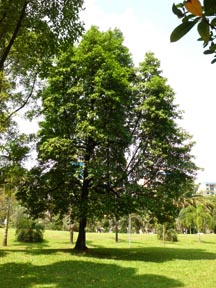 Aun's fotos' corner: The Tembusu Tree