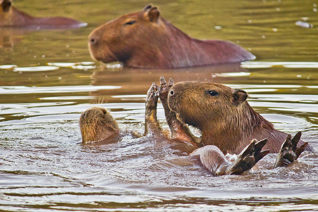 animales contentos: El capibara