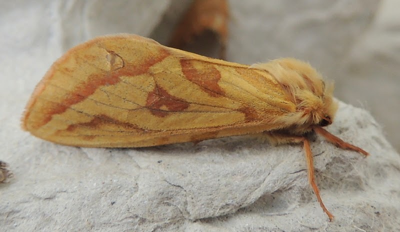Ceredigion Moths: Our First Ever Ghost Moth