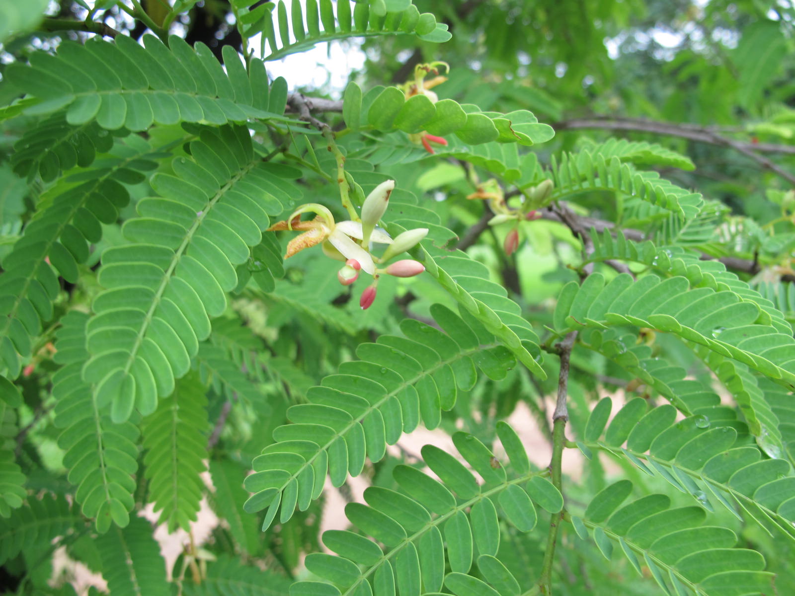 Fabaceae - Leguminosae no Brasil: Fabaceae - Tamarindus indica L ...