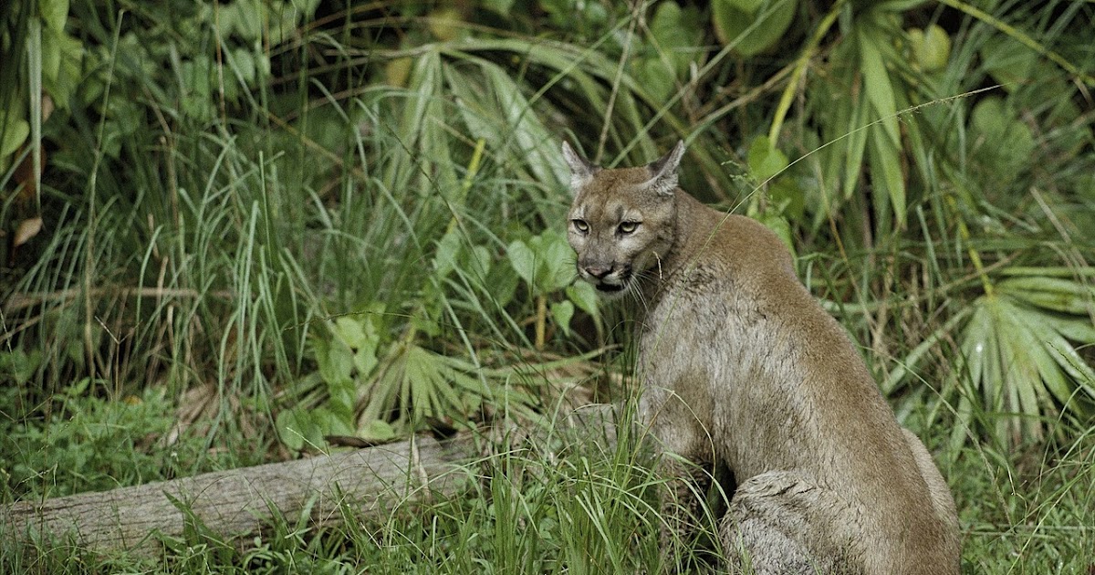 LUCES Y SOMBRAS EN MIAMI: PLAN DE CONSERVACION A LA PANTERA DE LA FLORIDA