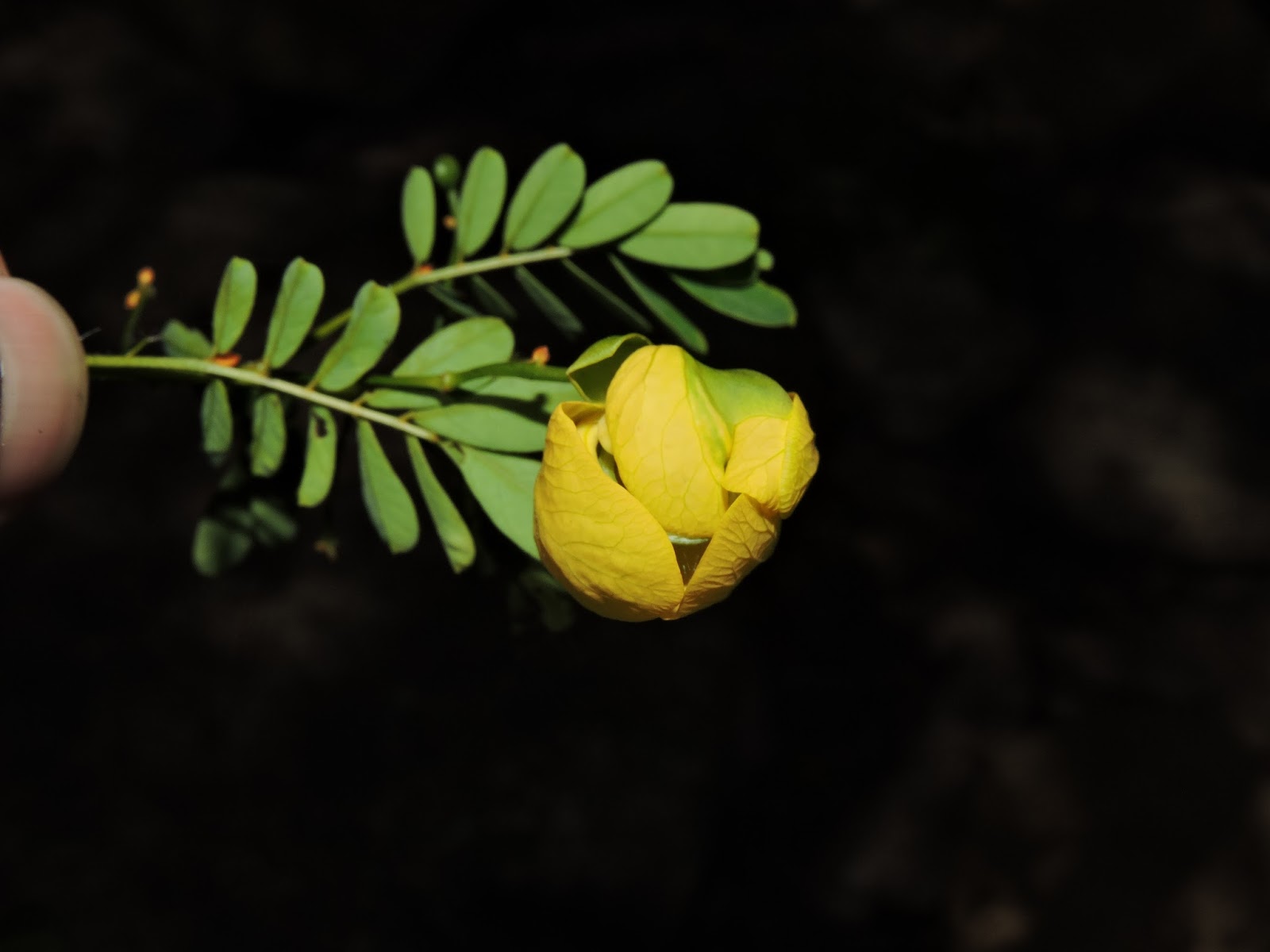 Fabaceae - Leguminosae no Brasil: Leguminosae - Senna aversiflora (Herb ...