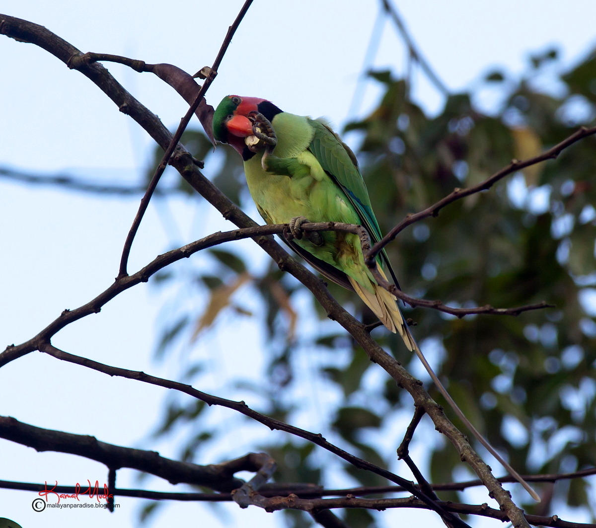 SOUTH EAST ASIA BIRDS - Malaysia birds paradise: Long-tailed Parakeet ...