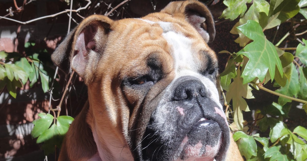 Criadero Ninabulls. Bulldog Inglés en Almagro, CABA.: NINA BULLS ...