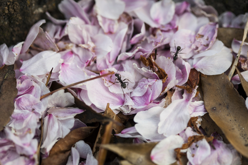 Naomi Stevens Elliott: The Sakura of Yokota Air Base