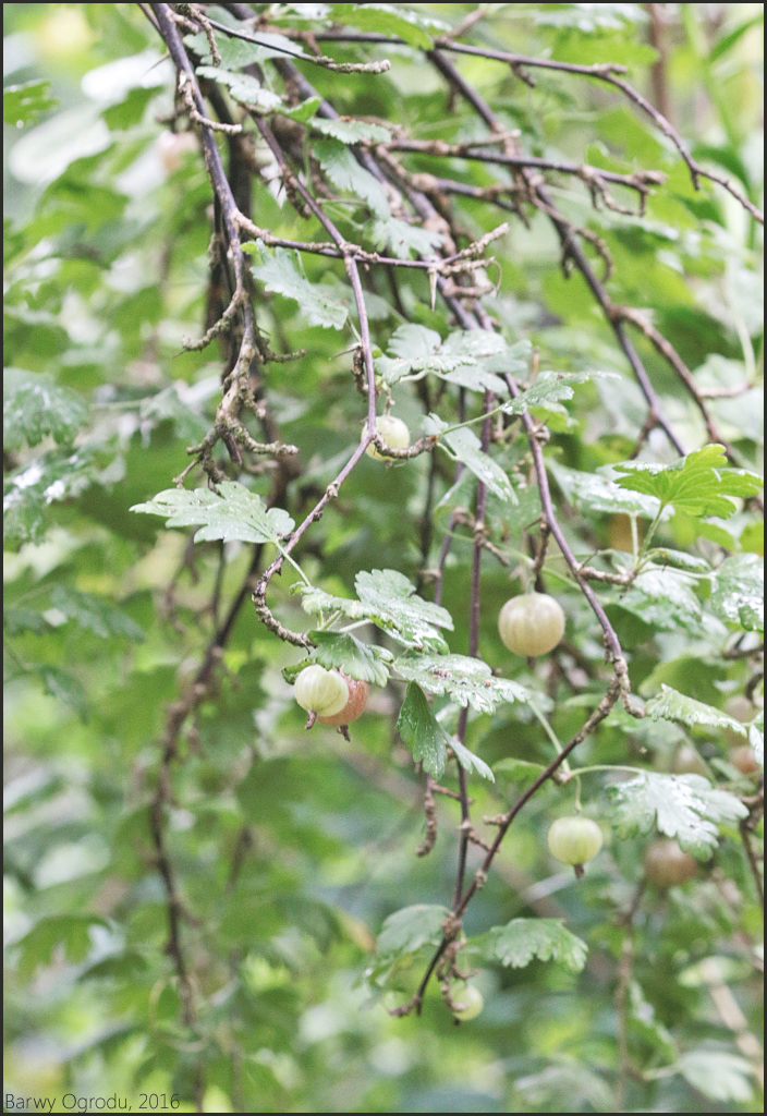 Barwy Ogrodu: Białe, czerwone i czarne smaki dzieciństwa...