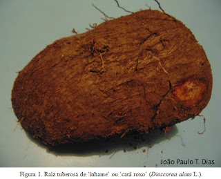 BRASIL AGRÍCOLA: DESCRIÇÃO, IMPORTÂNCIA E USOS DE INHAMES