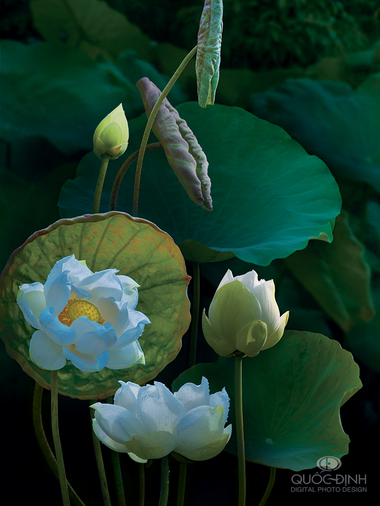 Pin de Dora Alis en Lotus | Flor de loto, Flores, Lirio cala