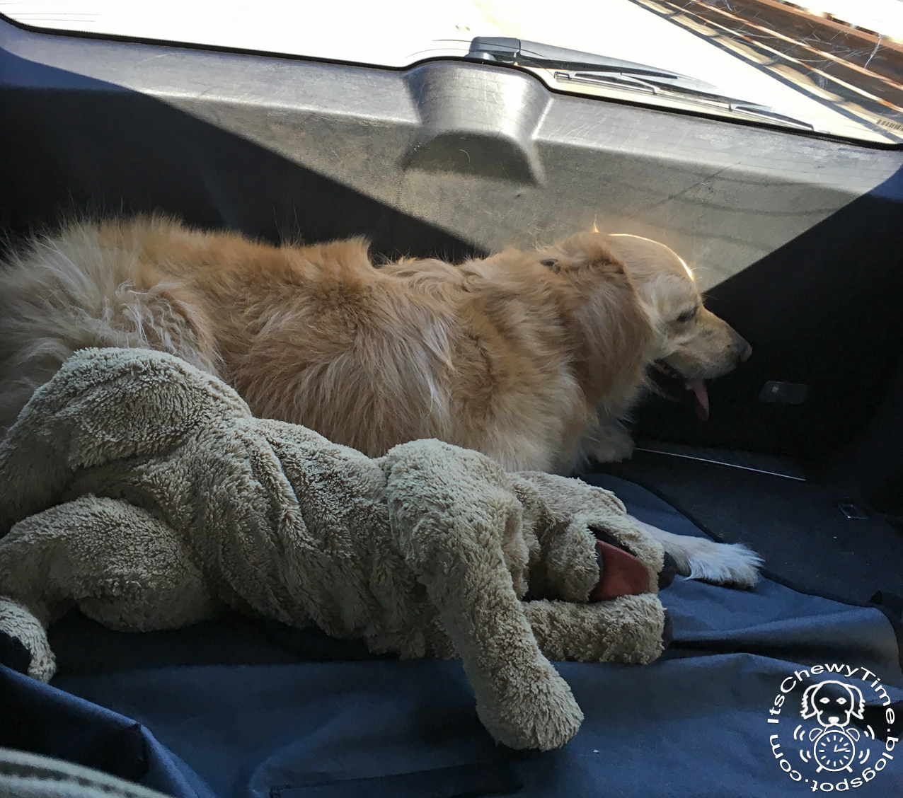 It's Chewy Time!: Twinning with Gosig Golden