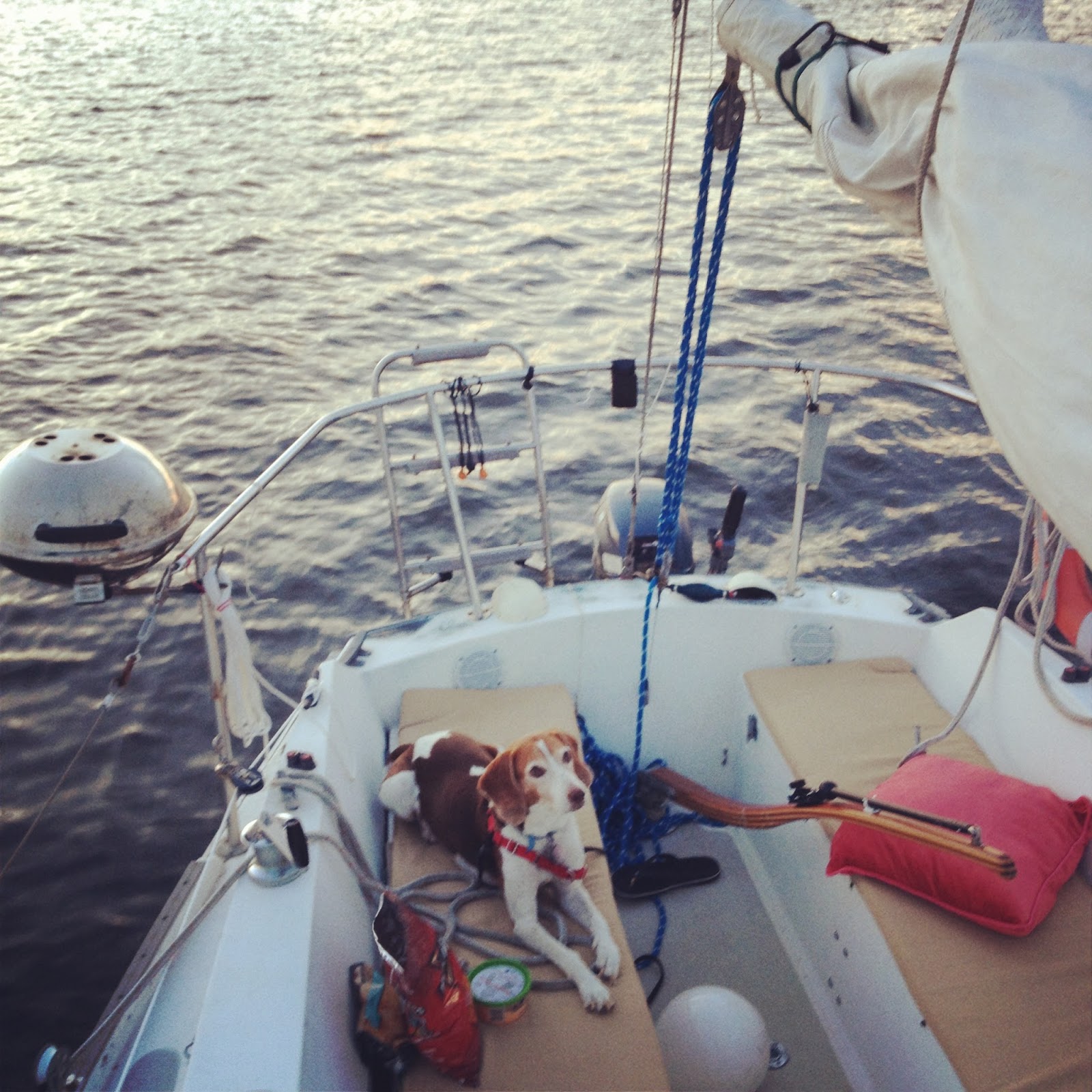 Charlesmopolitan : Dog Loves Boat