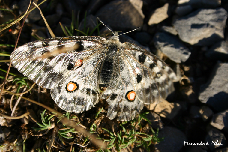 NATURALEZA Y MEDIO RURAL: MARIPOSA APOLO