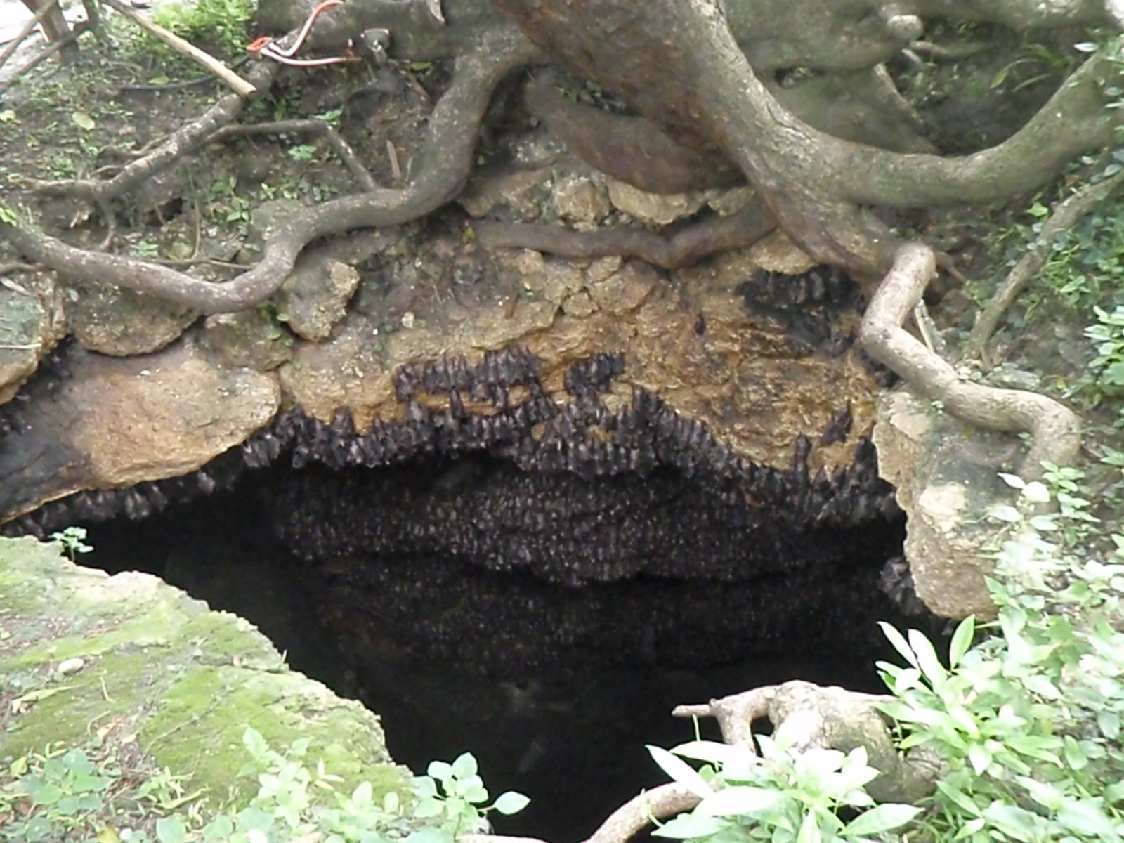 Monfort Bat Cave in Samal Island, Davao City | Noelizm