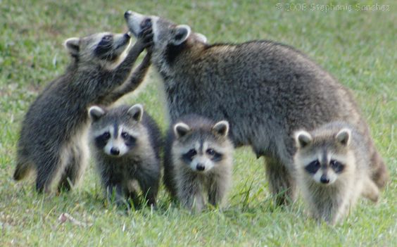 RAKUNI ( RACCOON ),predivni i nestašni rakuni uveseljavaju nas svojim ...