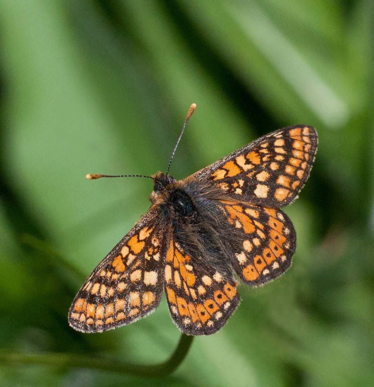 Postcards from Sussex: Marsh Fritillaries at Cerne Abbas