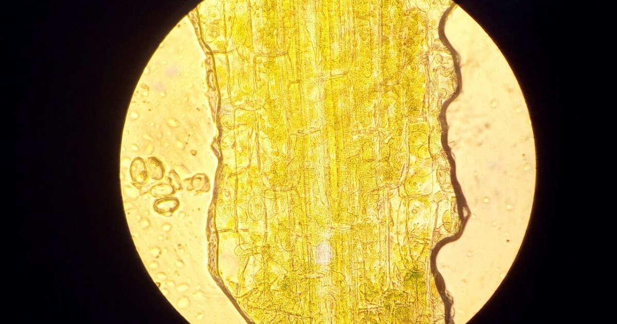 Biología 523-Laura BC: Práctica # 3 "Observación de los cloroplastos en ...