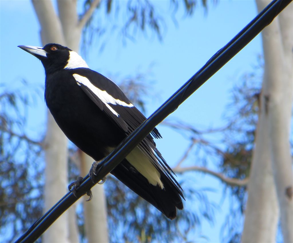Majura birds: October 2012
