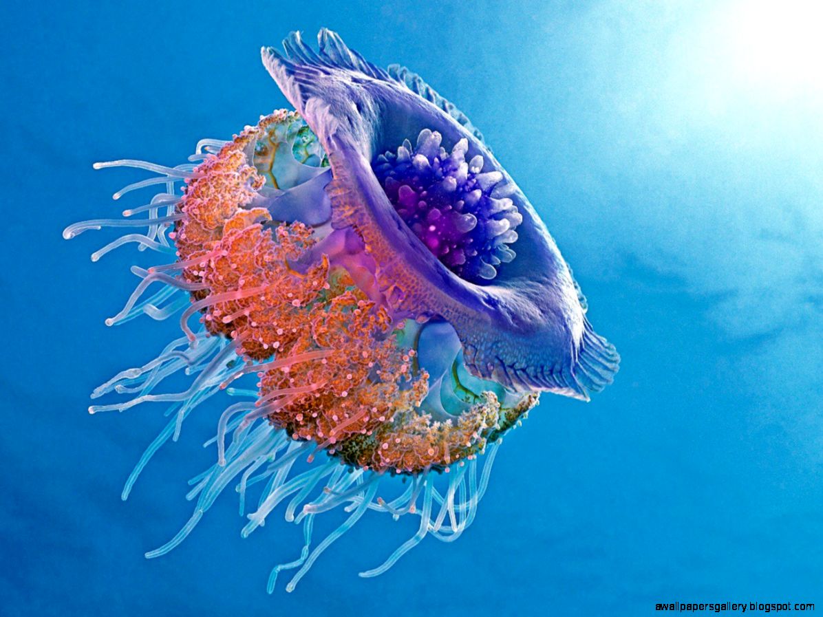 Most Colorful Jellyfish | Wallpapers Gallery