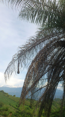 Diario de un naturalista aficionado: 5 de julio:Por las montañas de Las ...