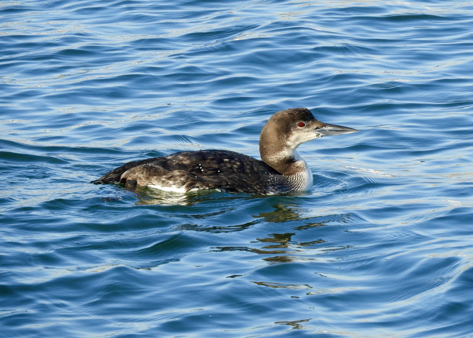 It's All About Purple: Pt. Pleasant, The Dauntless & The Loons...