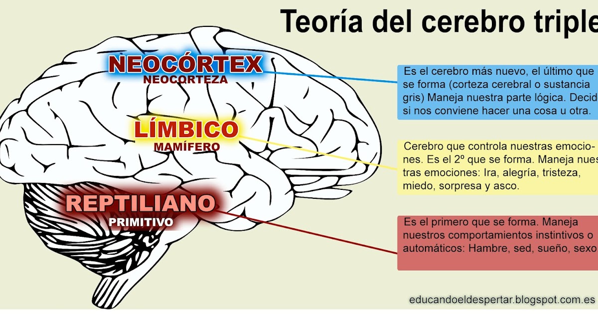 Inteligencia Emocional: EL SISTEMA LIMBICO O CEREBRO EMOCIONAL