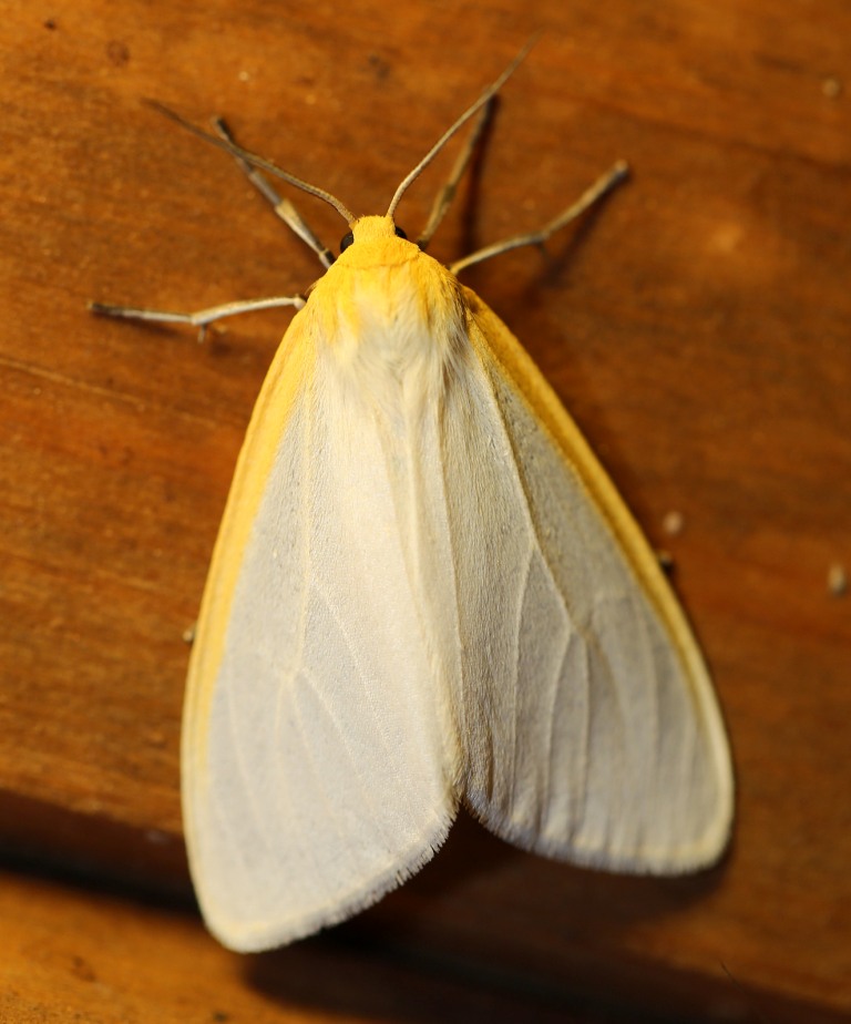 Ohio Birds and Biodiversity: Moths at the lights