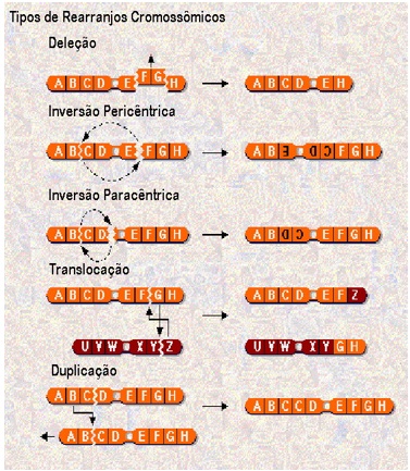 Terceiro Biologia: Rearranjos Cromossômicos