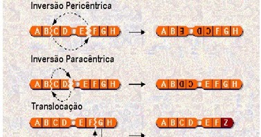 Terceiro Biologia: Rearranjos Cromossômicos