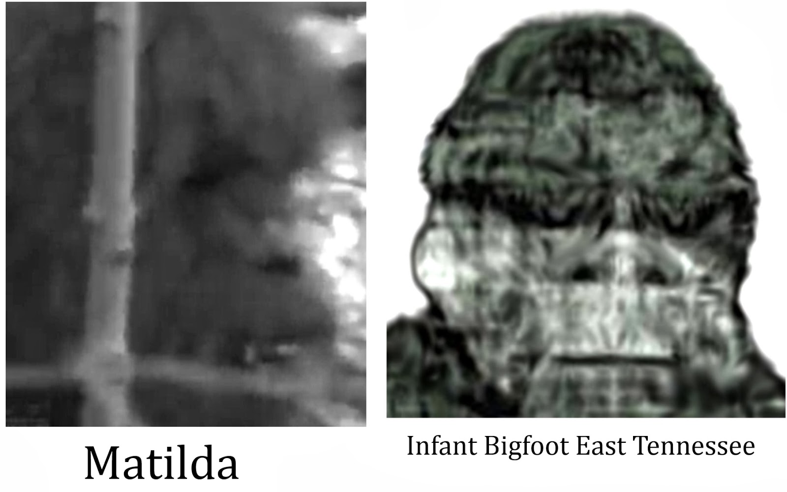 The Bigfoot Field Journal: Matilda - Not All Bigfoot Look Alike - UPADTED