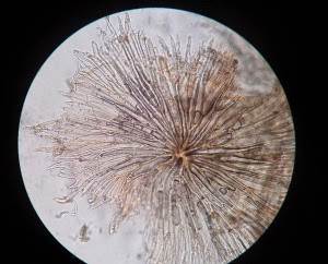derivat epidermis-trikoma