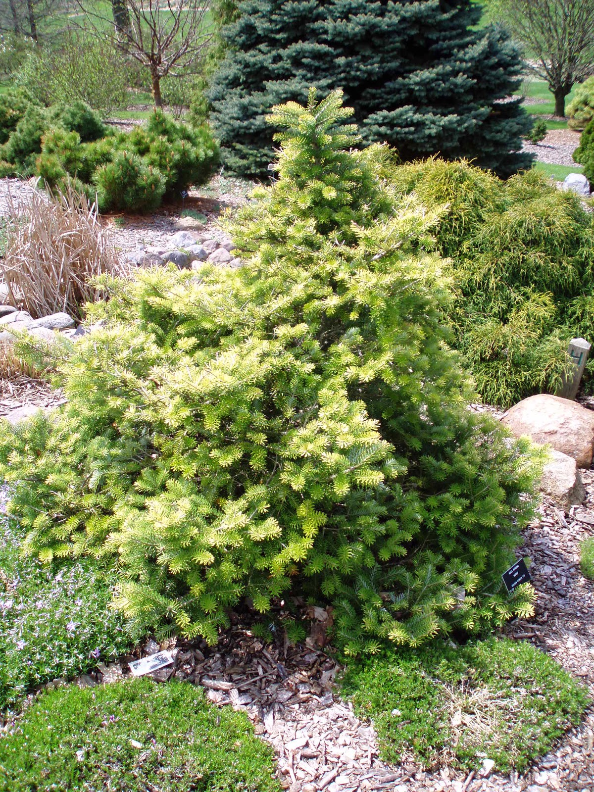 Golden Conifers in Winter - Rotary Botanical Gardens