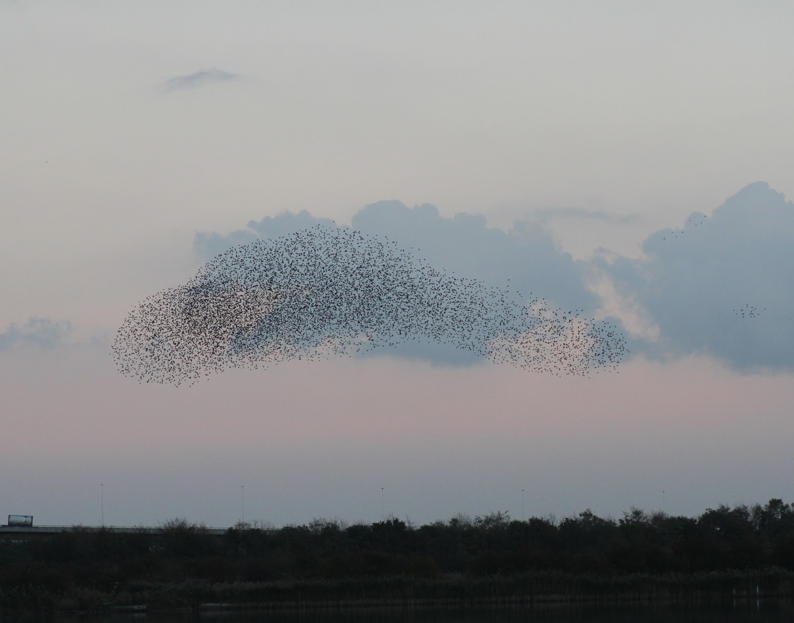 Simon and Karen Spavin: Starling Murmuration
