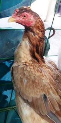 VER GALERIA DE FOTOS DE GALLOS DE PELEA DEL MUNDO: RAZA DE GALLO DE ...