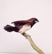 Tciu-pedia: Pipit Bondol (piit bondol, emprit bondol)