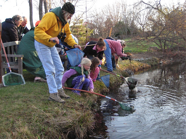 Downeast Audubon: Photos