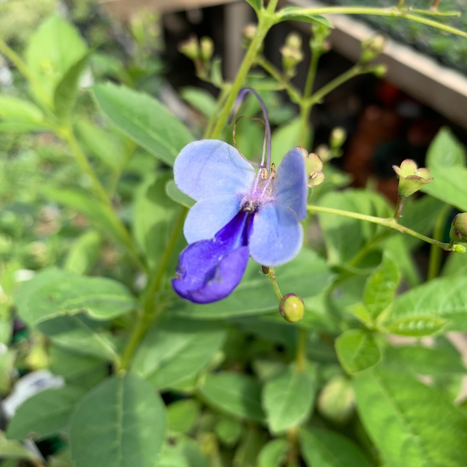 TLC Country Floral: 2019