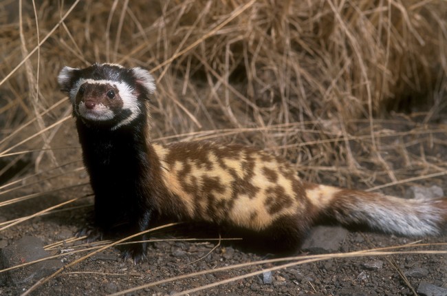 Los Animales...De Todo El Mundo... Y El Ecosistema: ANIMALES DE EUROPA...