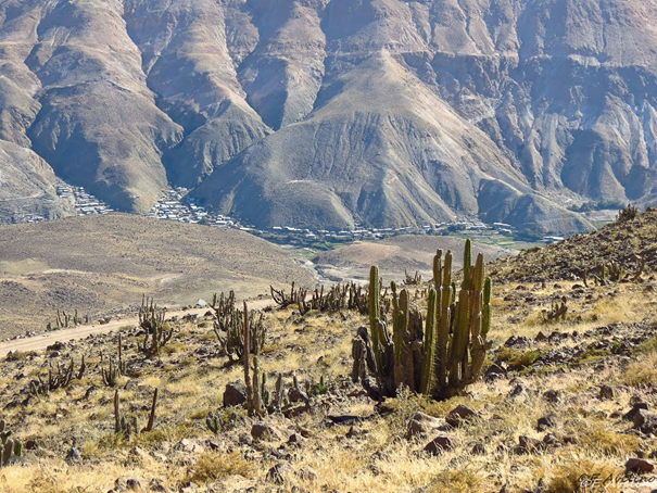 Viajes en Latino América!: Comuna de Camiña - Chile - Olga fernandez
