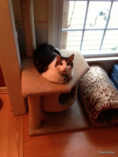 Sherry Brink's Family History - Free Memories: Sherry's photos