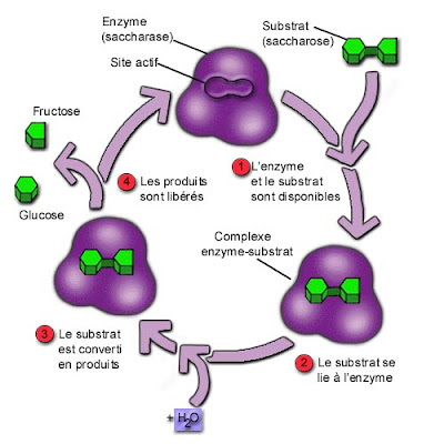 COURS de la pharmacie : biochimie2