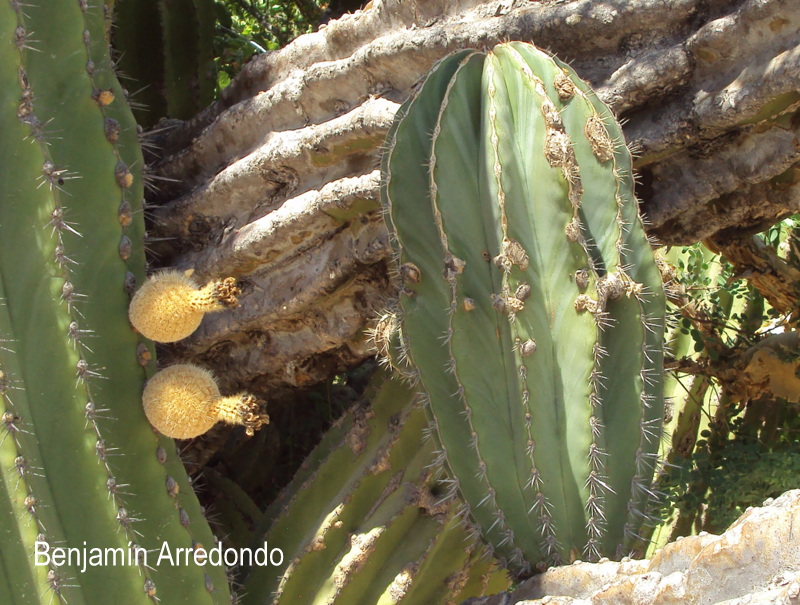 El Bable: El fruto de los cardones.