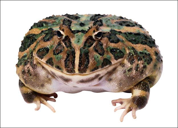 WILD LIFE: Toad