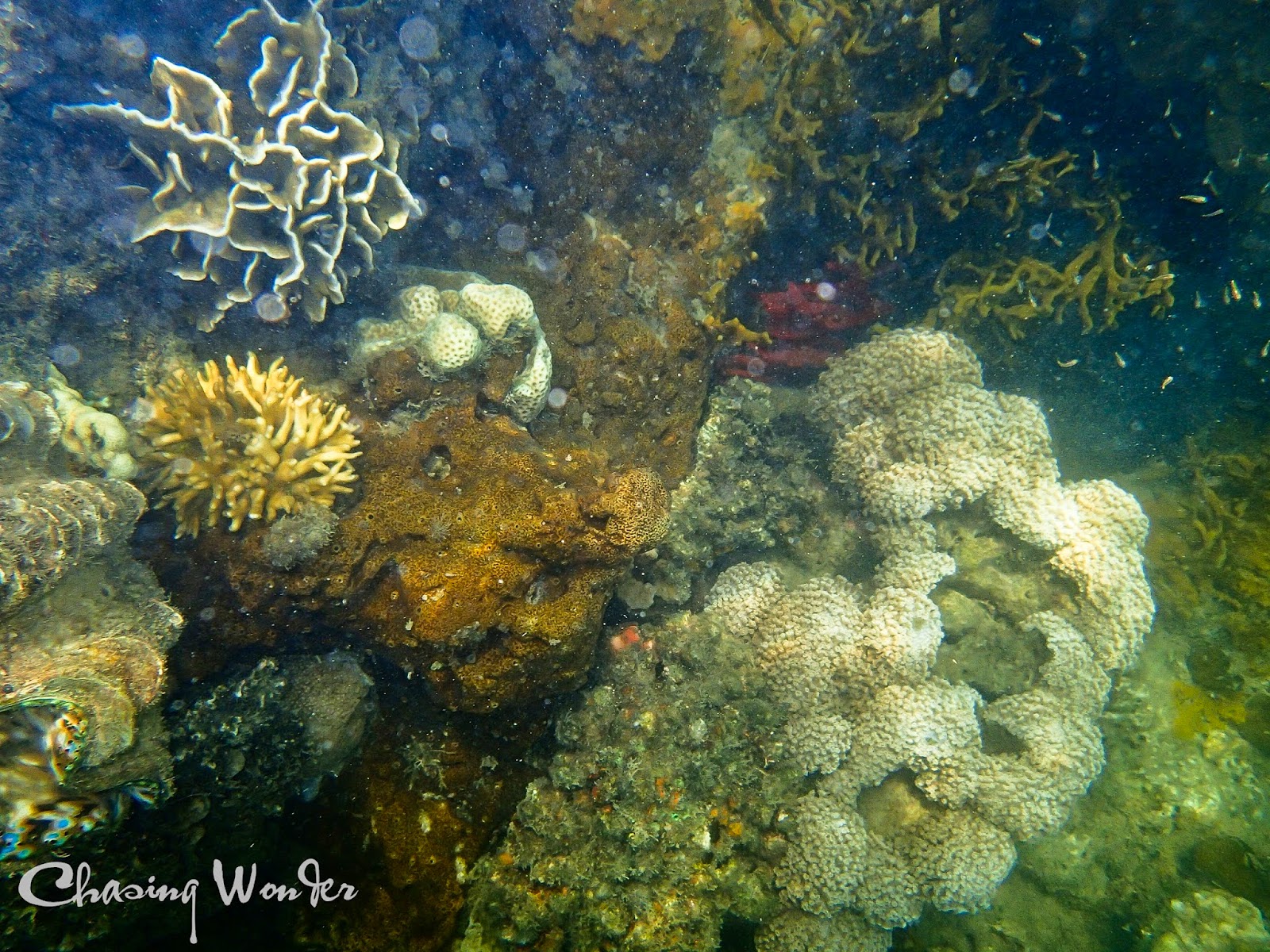 Chasing Wonder: Pambato Reef - Honda Bay, Palawan