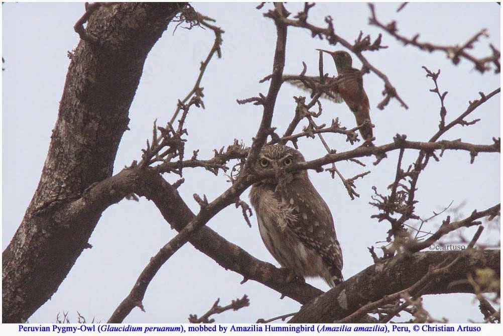 Christian Artuso: Birds, Wildlife: On the Mobbing of Owls