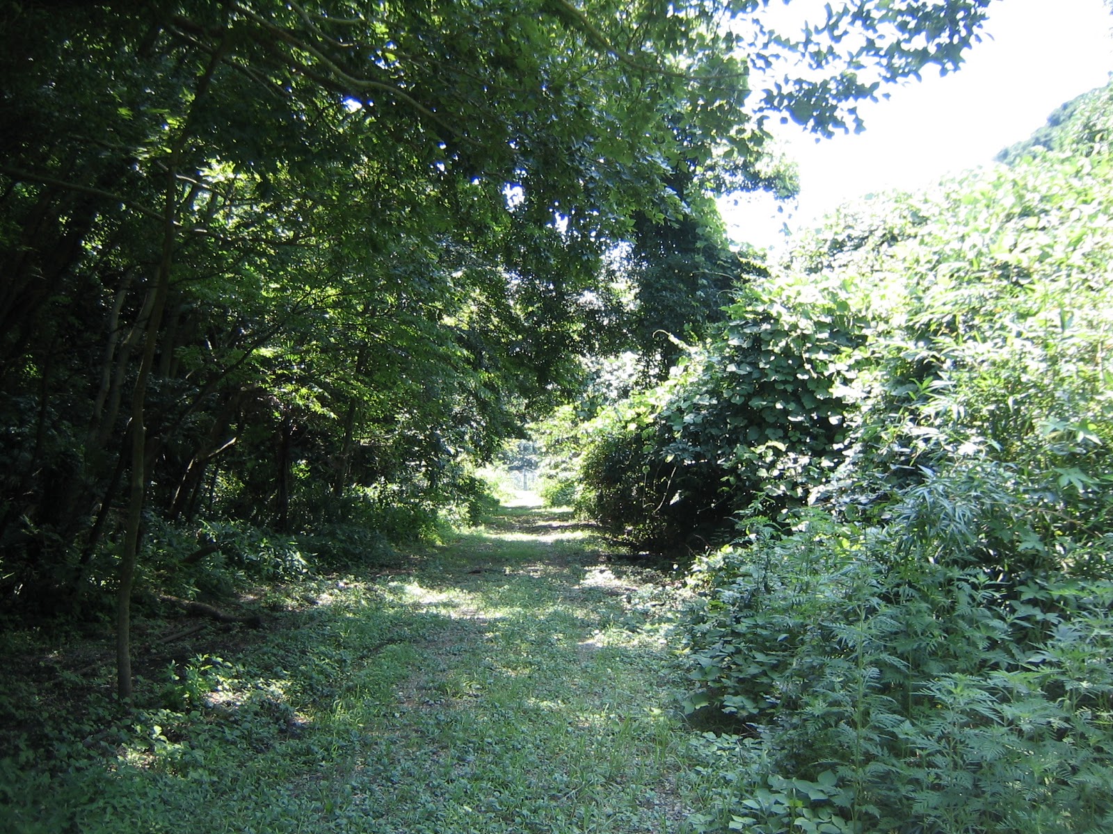 Adventure in Yokohama Citizen Forest: Unintended Consequences: Forest ...