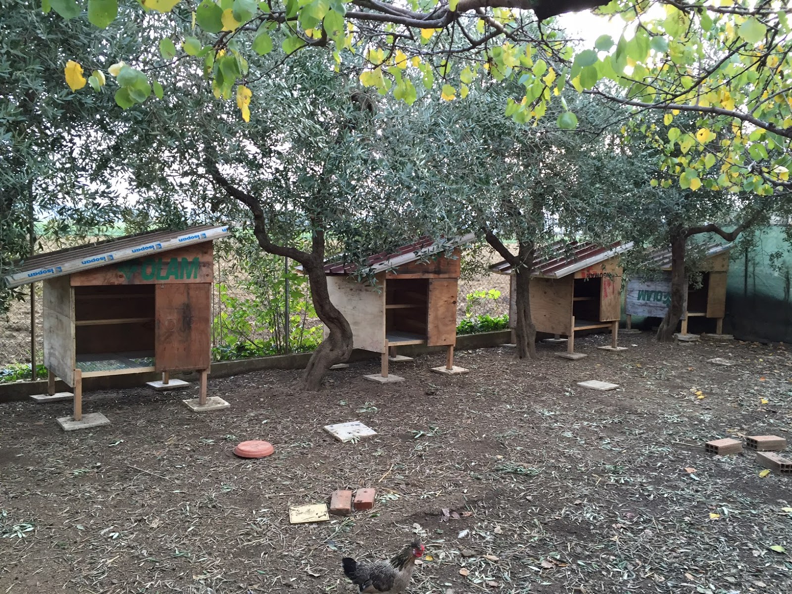 Voli nell'aia: il pollaio