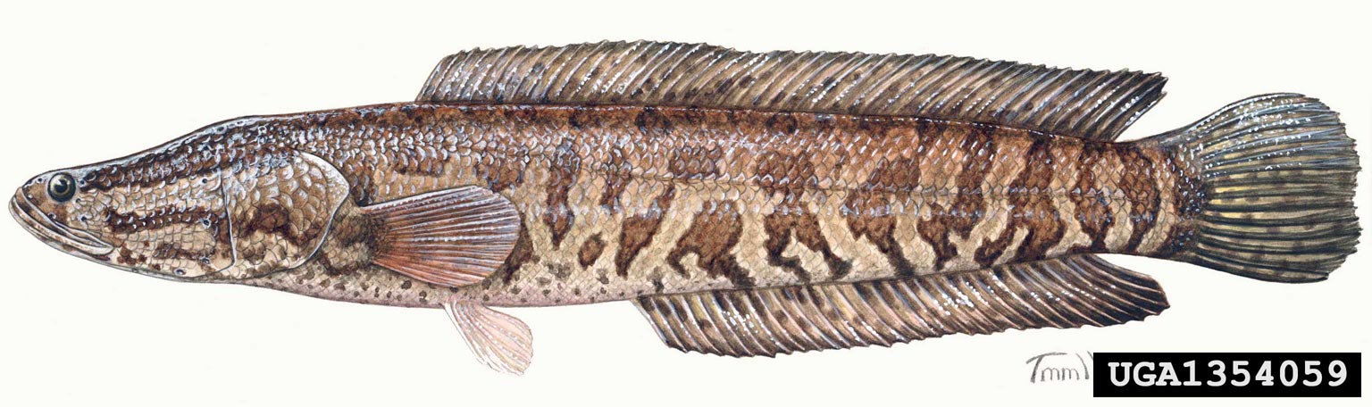 Marian's Hunting Stories, etc., etc., etc...: Snakehead Fish Found In MS