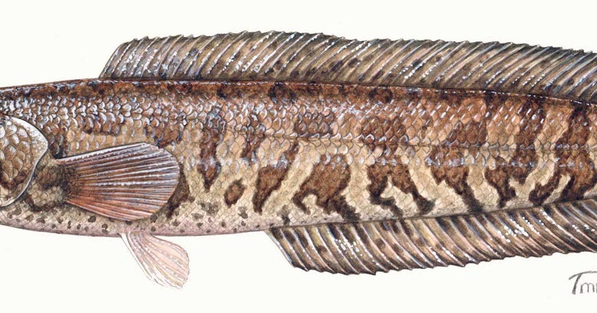 Marian's Hunting Stories, etc., etc., etc...: Snakehead Fish Found In MS