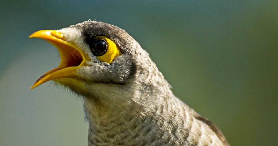 How To Get Rid of Noisy Miner Birds - Gardening