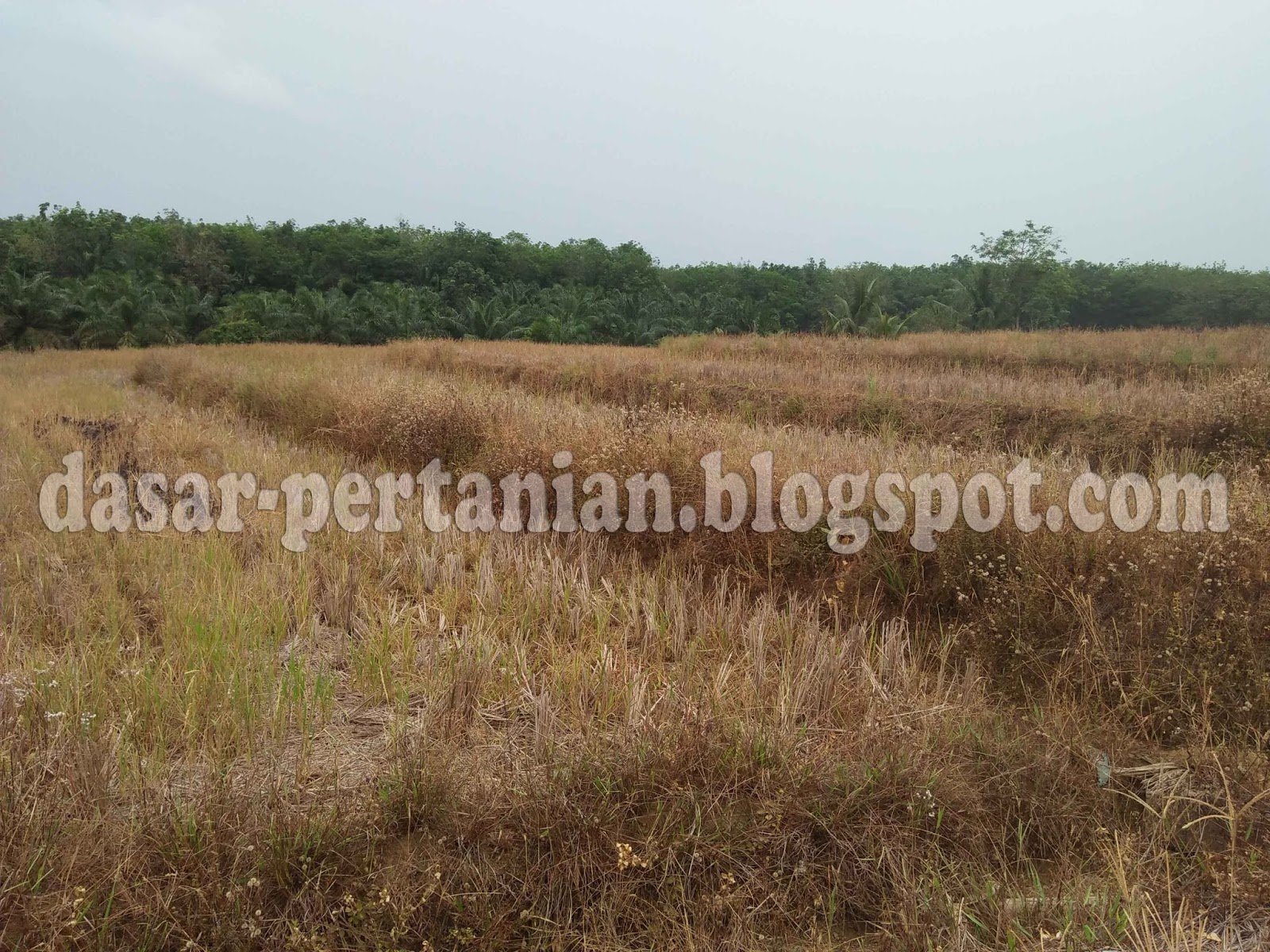 Manfaat Menyemprot/Meracun Rumput Pada Lahan Sawah Pasca Panen Padi