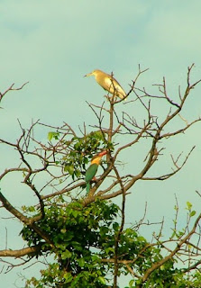 Roshographs: Birds of Sri Lanka Attidiya Marsh